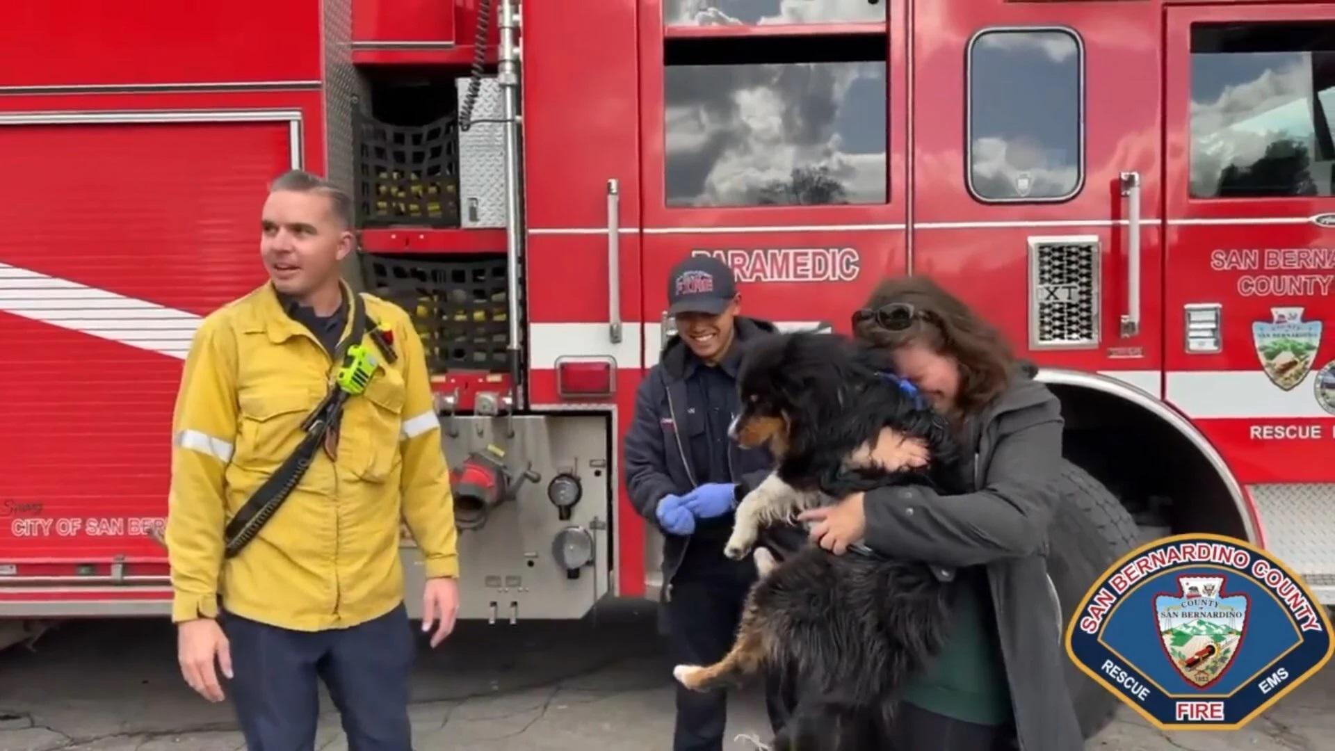 Apple's AirTag helped save a dog that was swept away by storm water | gagadget.com