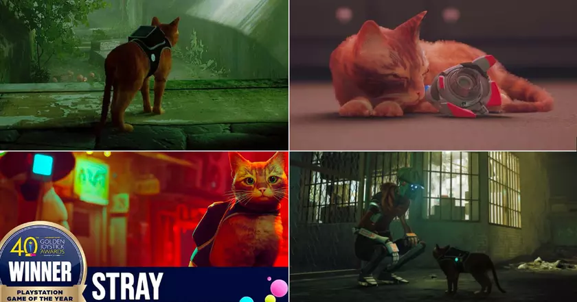 The story of Stray: how a cat from a cyber city became the discovery of ...